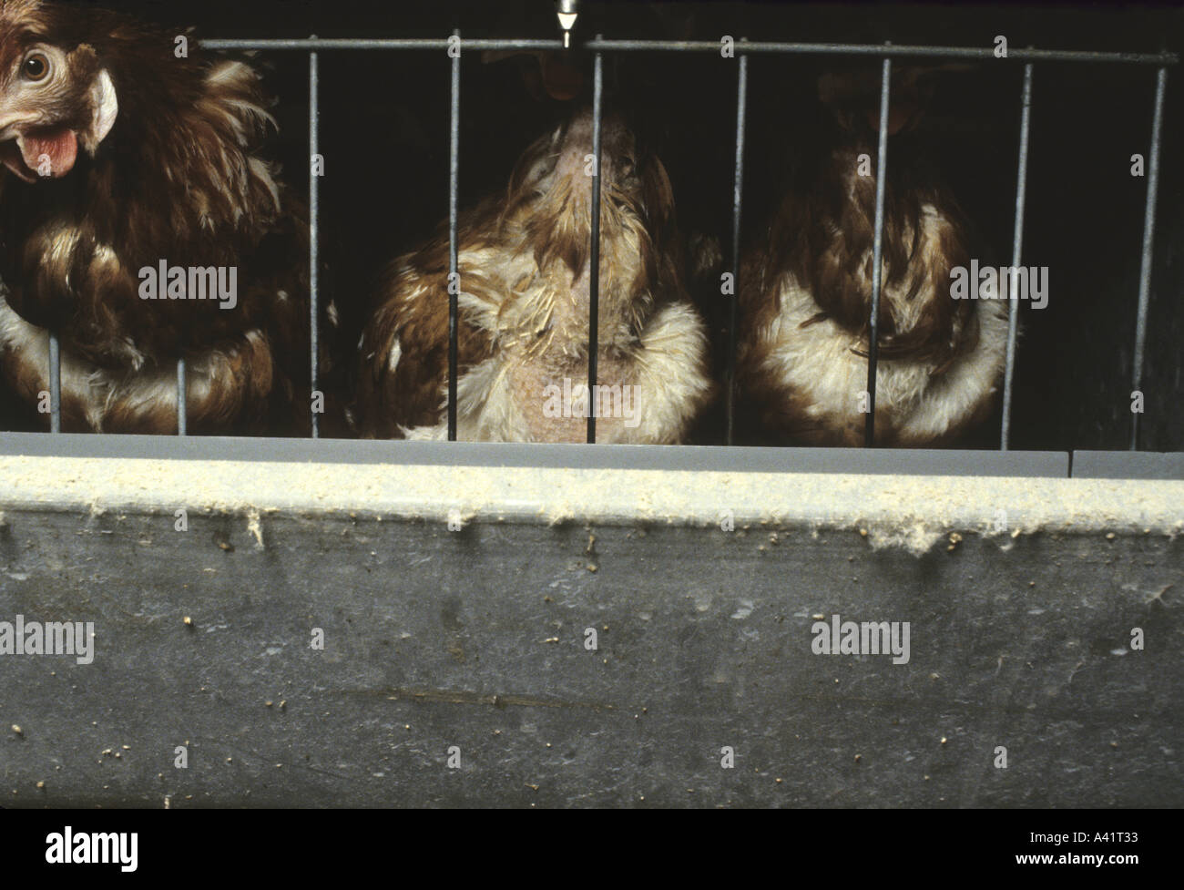 Chicken feed battery hi-res stock photography and images - Alamy