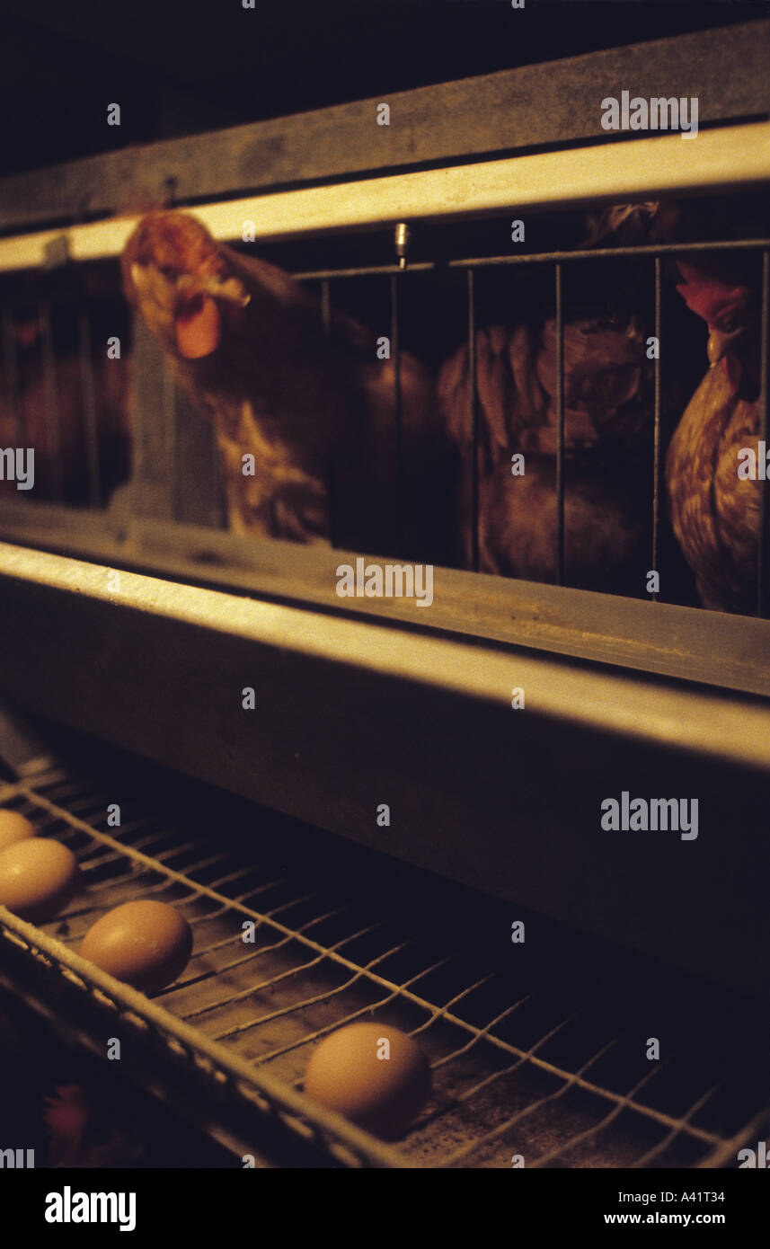 Battery cage hi-res stock photography and images - Alamy