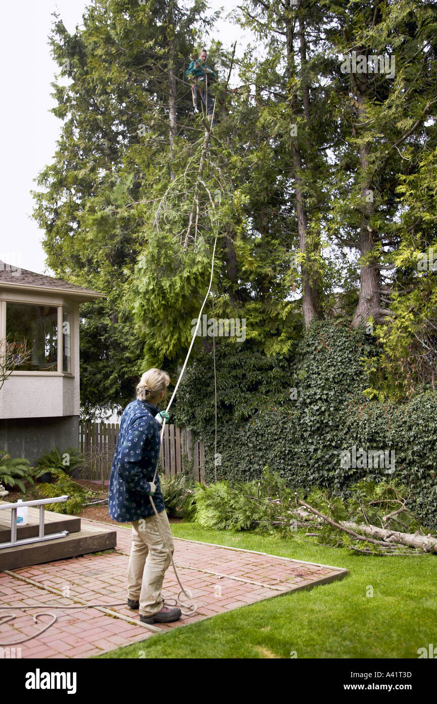 Woman using rope to guide tree top to ground in residential yard after ...