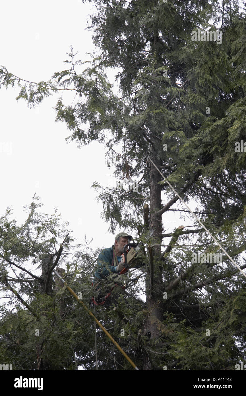 Man in tree top using chainsaw to cut top off Cypress tree Stock Photo ...