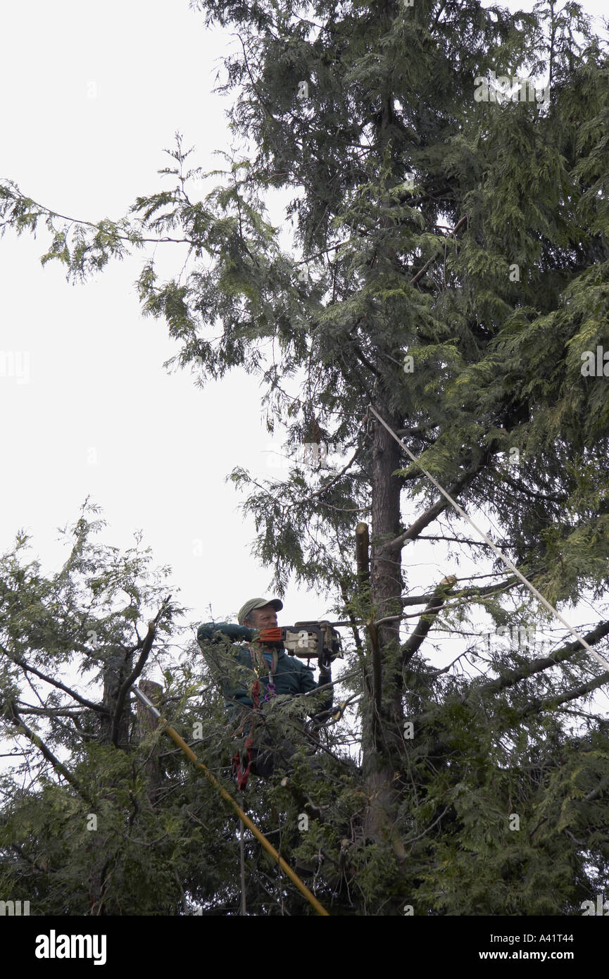 Woman using chainsaw to cut up tree limbs on ground in residential yard ...