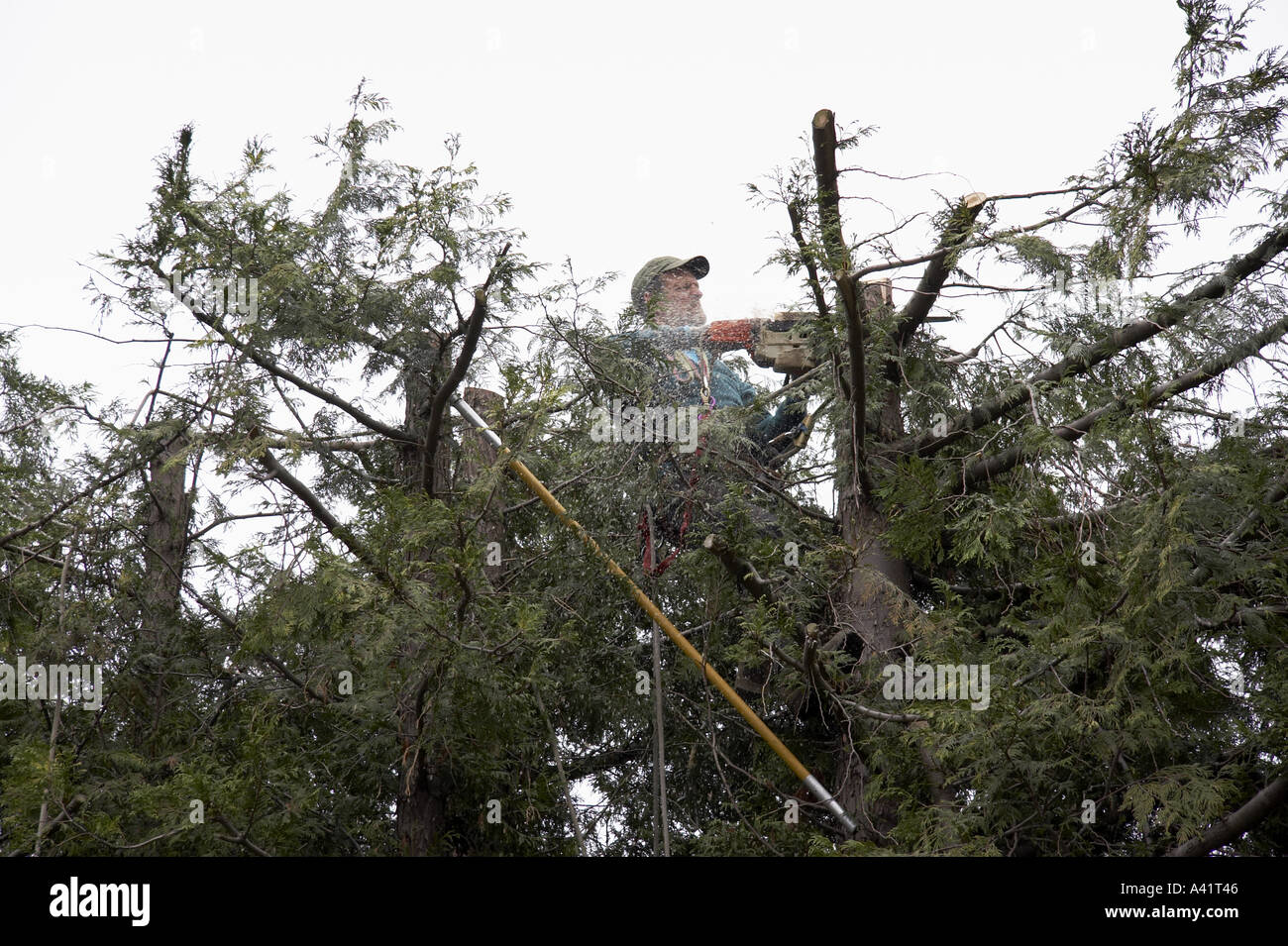 Man in tree top using chainsaw to cut top off Cypress tree Stock Photo ...