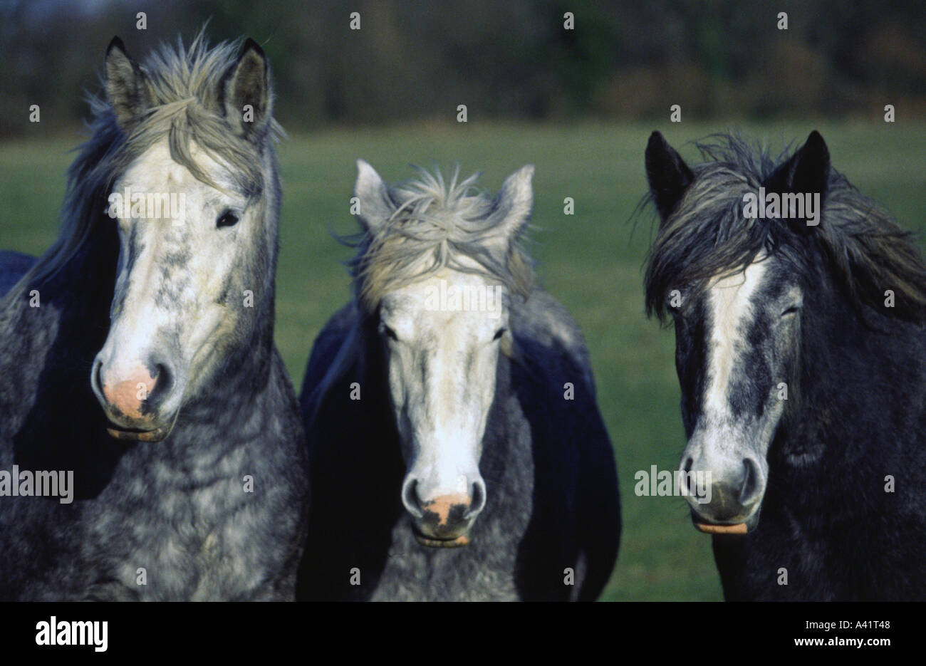 portrait of Percherons horses Stock Photo - Alamy