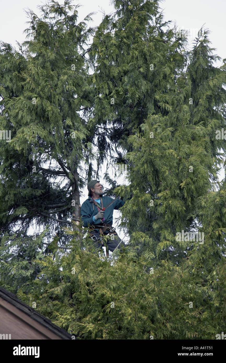 Tree trimmer in Cypress tree with saw in hand and safety harness and ...