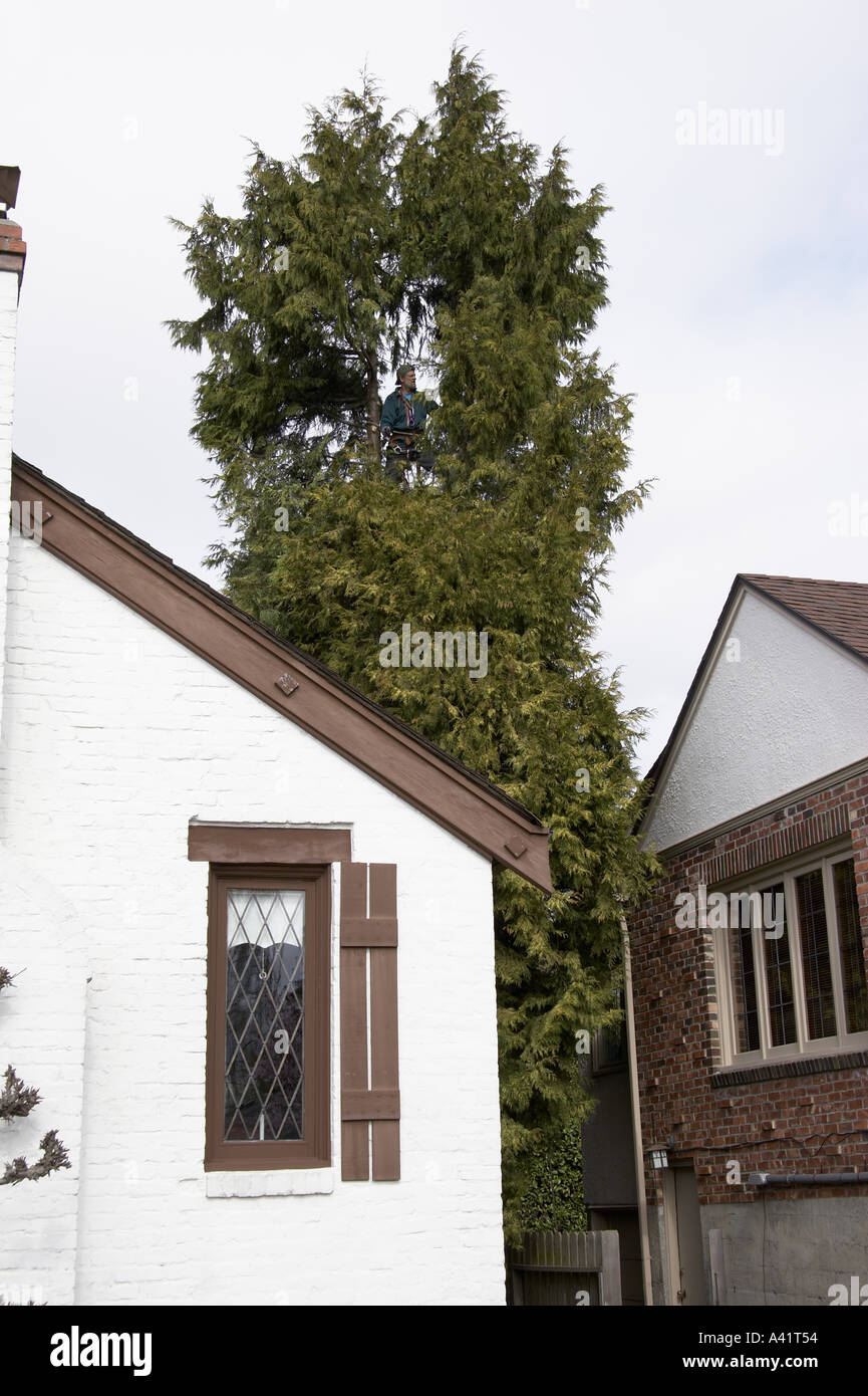 Tree trimmer in Cypress tree with saw in hand and safety harness and ...
