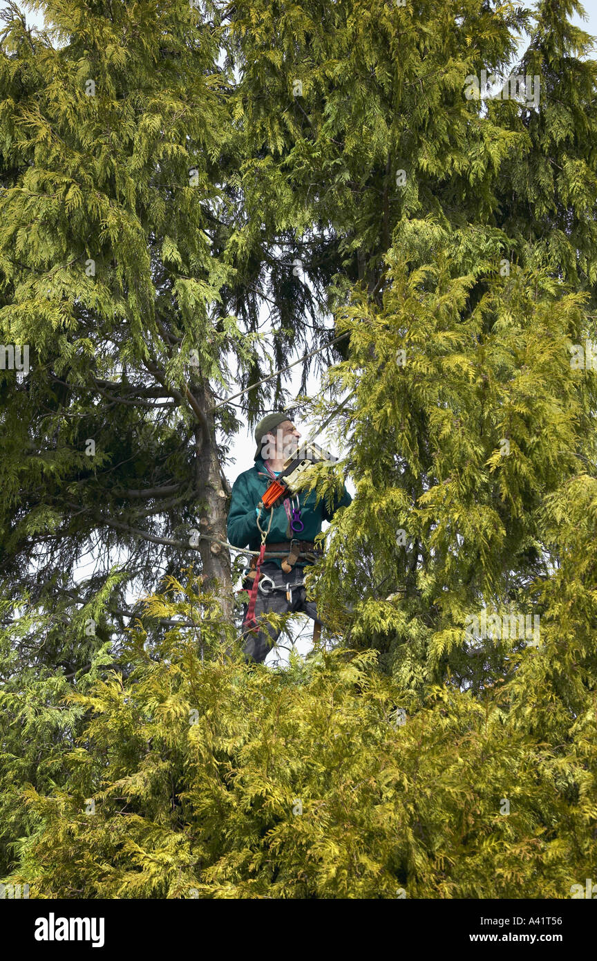 Tree trimmer with chainsaw safety harness and ropes topping Cypress ...