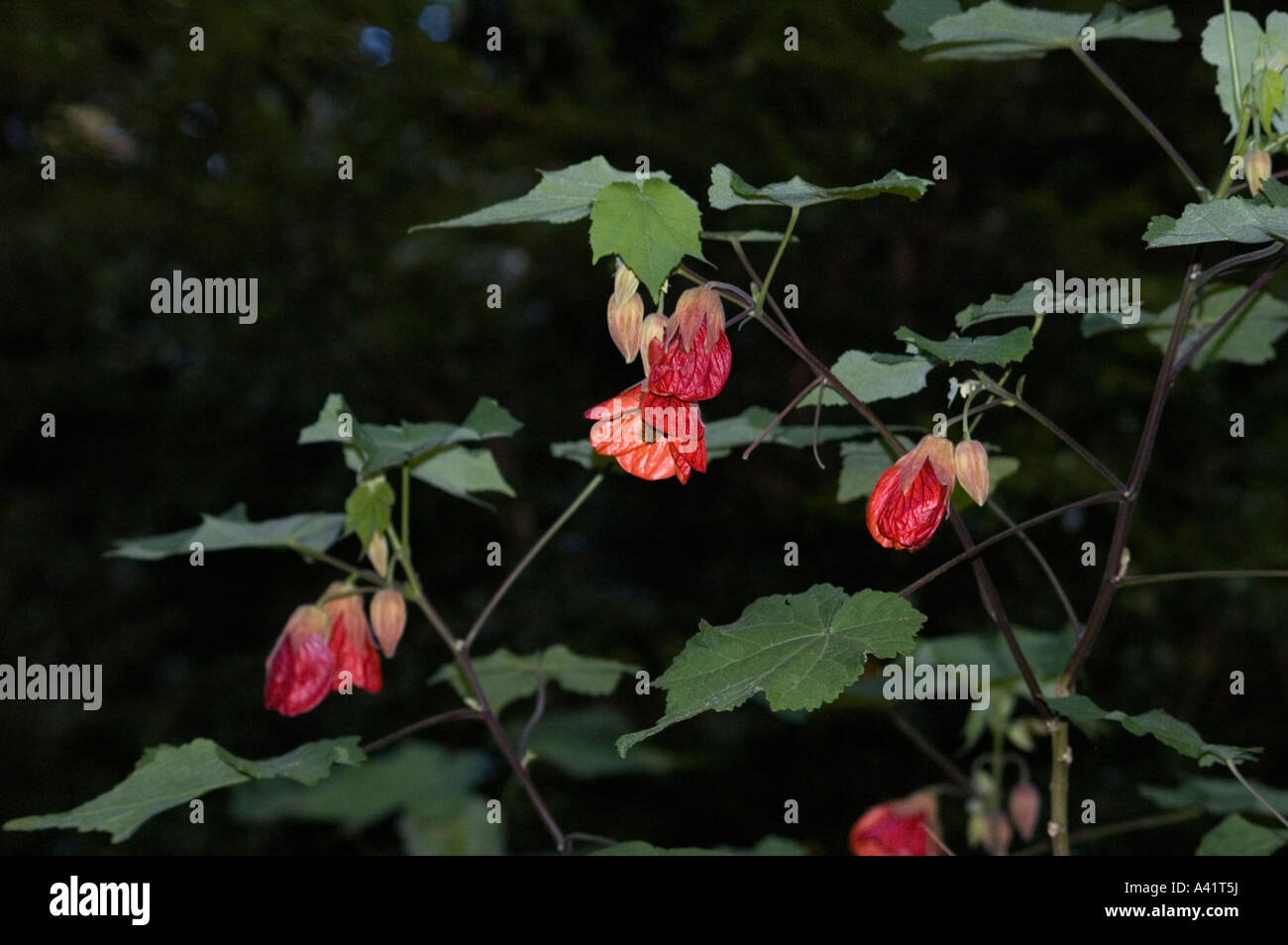 Abutilon hybridum hi-res stock photography and images - Alamy