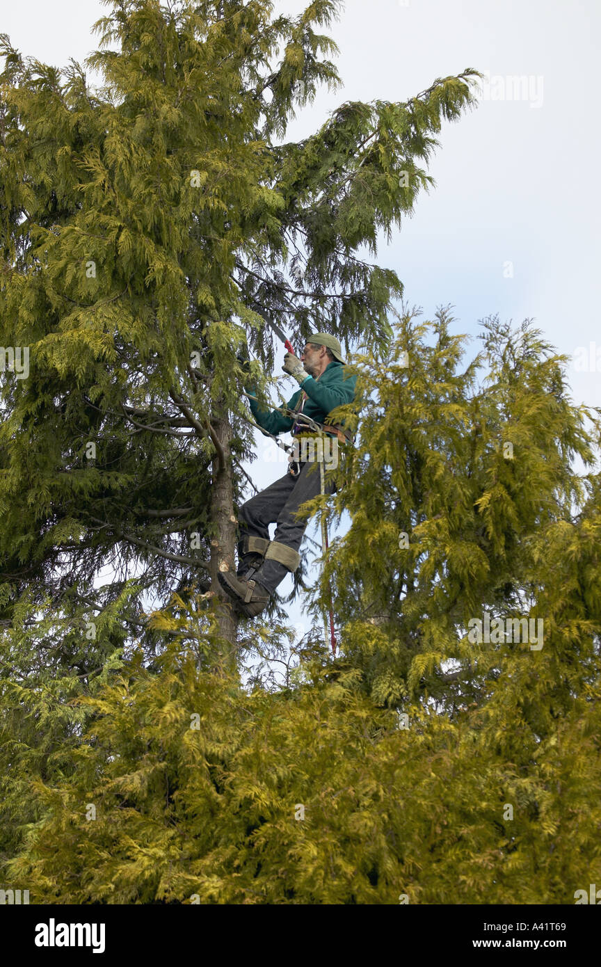 Tree trimmer in Cypress tree with saw in hand and safety harness and ...