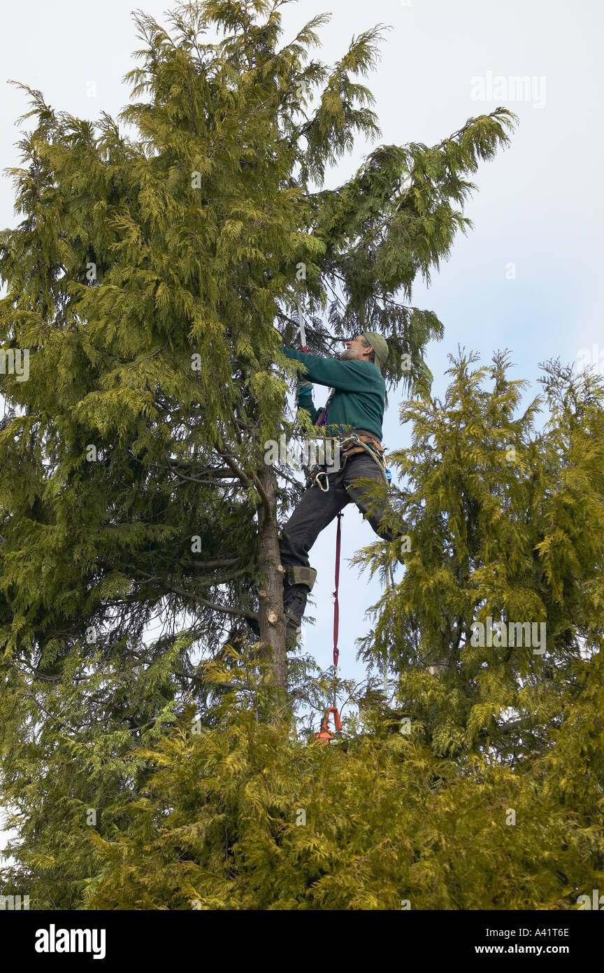 Tree trimmer in Cypress tree with saw in hand and safety harness and ...