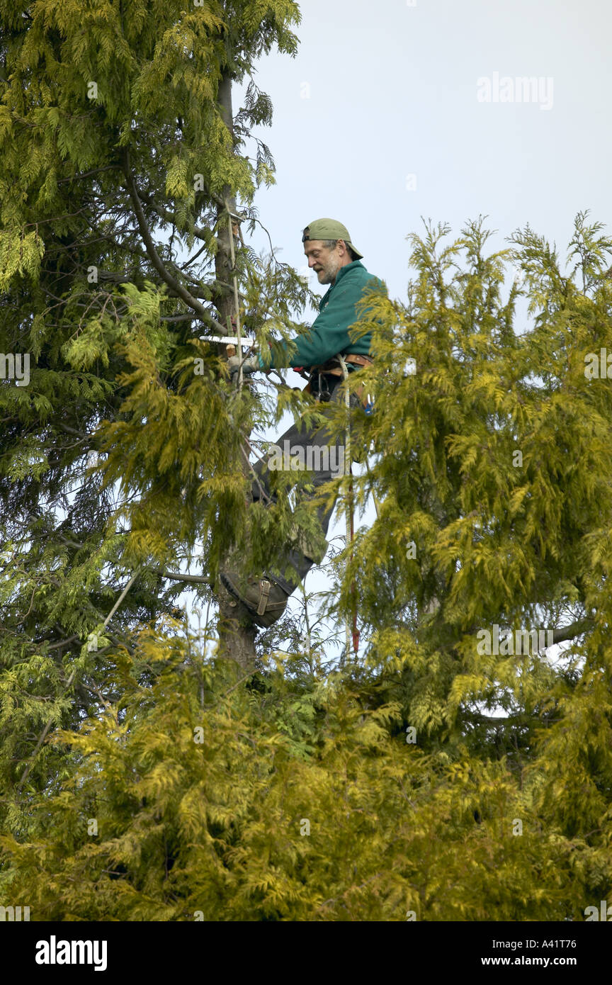 Tree trimmer in Cypress tree with saw in hand and safety harness and ...