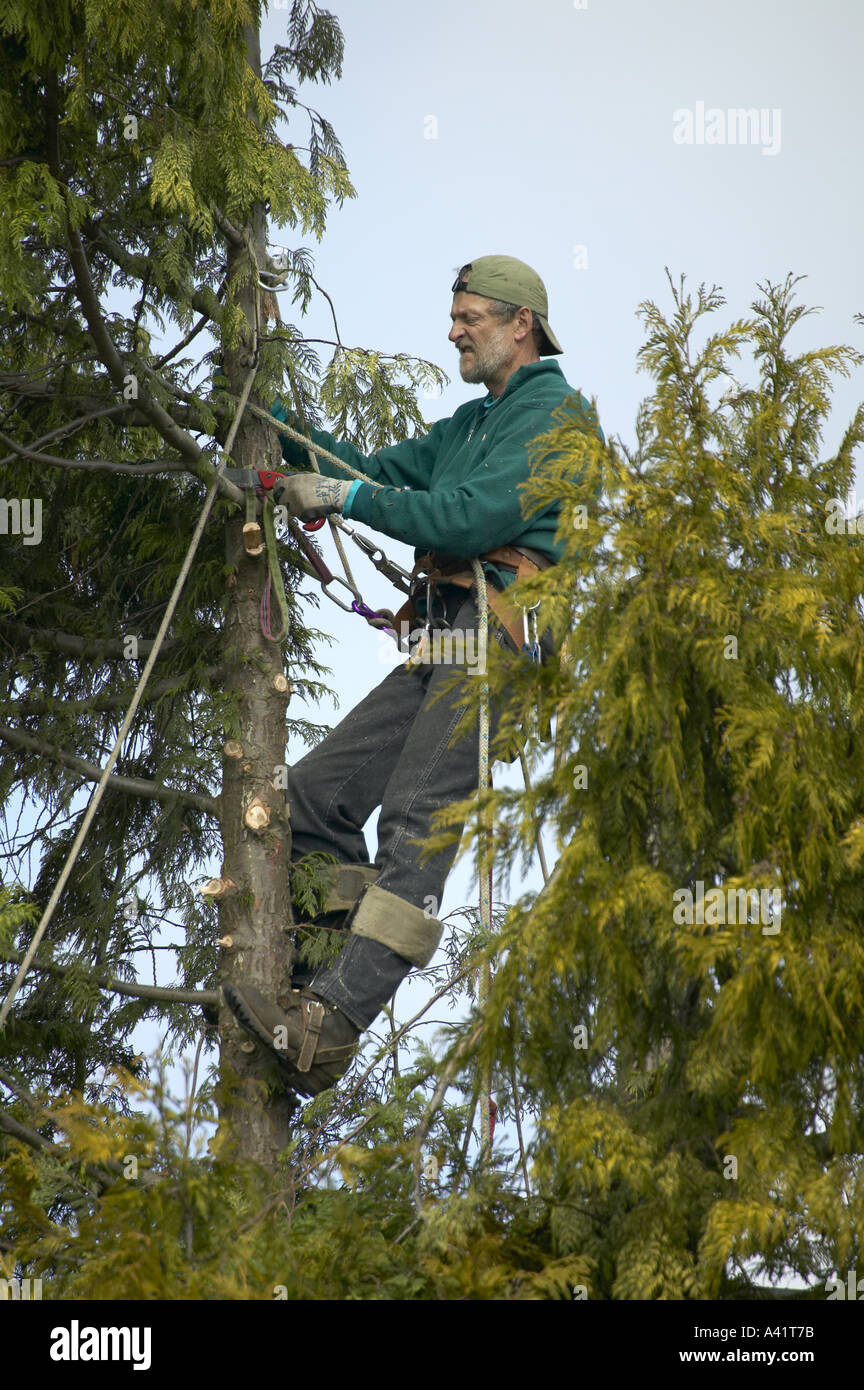 Tree trimmer in Cypress tree with saw in hand and safety harness and ...