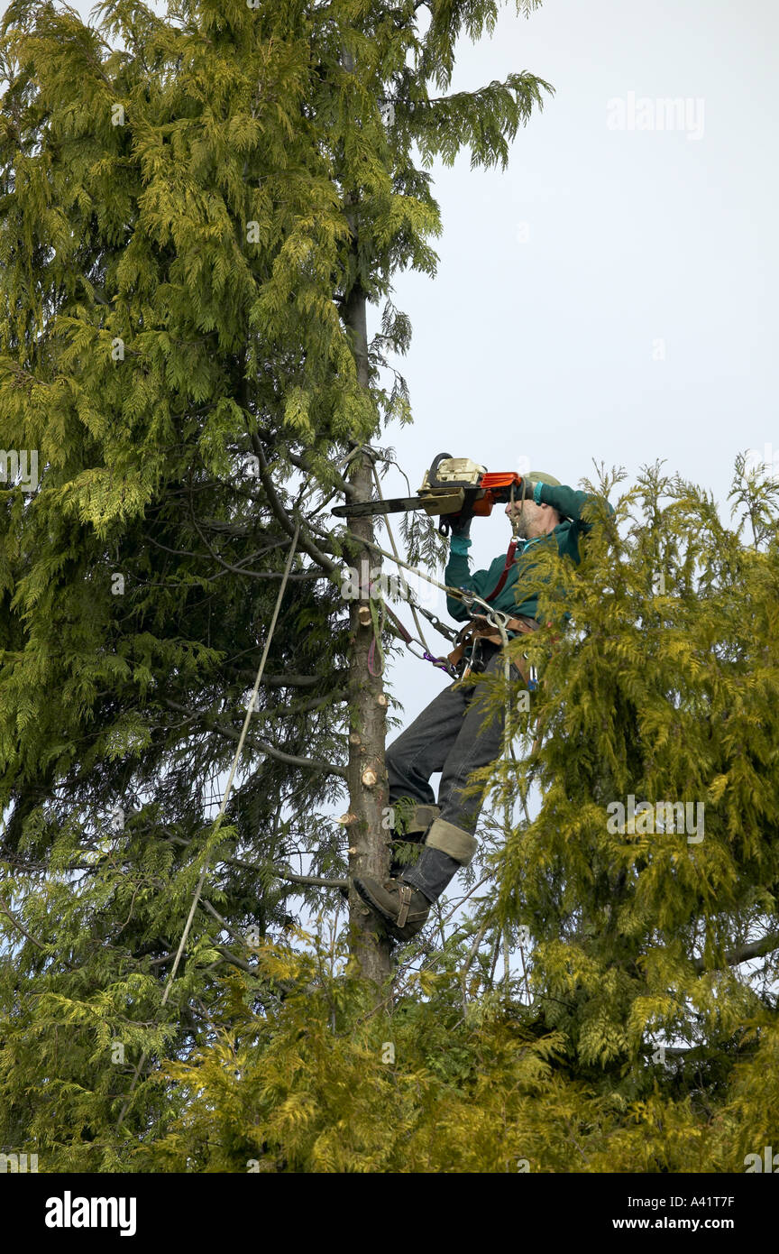 Man in tree top using chainsaw to cut top off Cypress tree Stock Photo ...