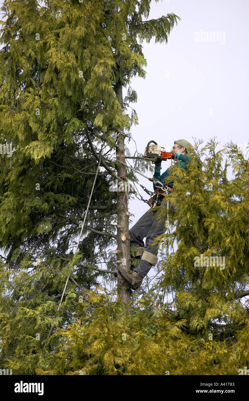 Man in tree top using chainsaw to cut top off Cypress tree Stock Photo ...