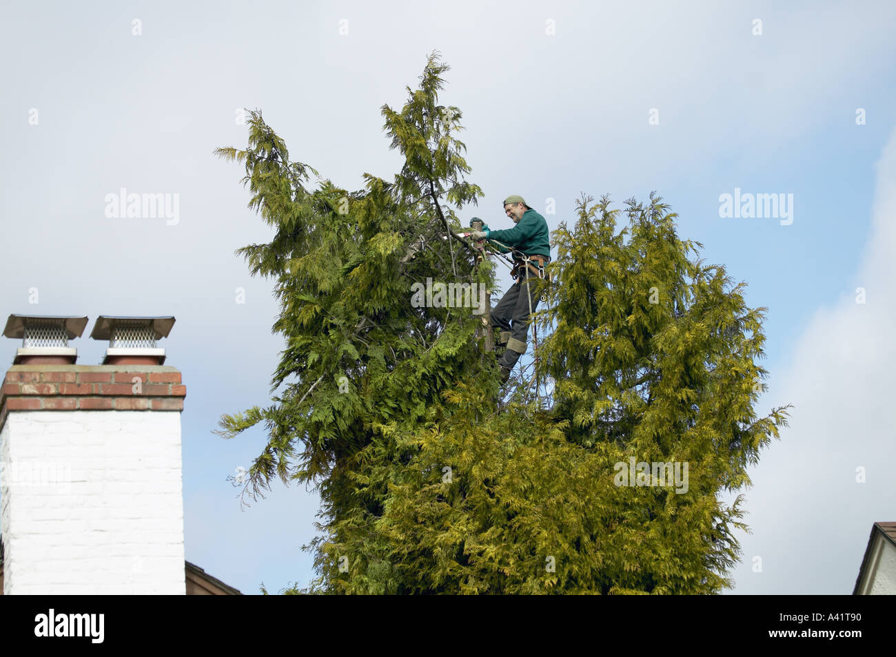 Tree trimmer in Cypress tree with saw in hand and safety harness and ...