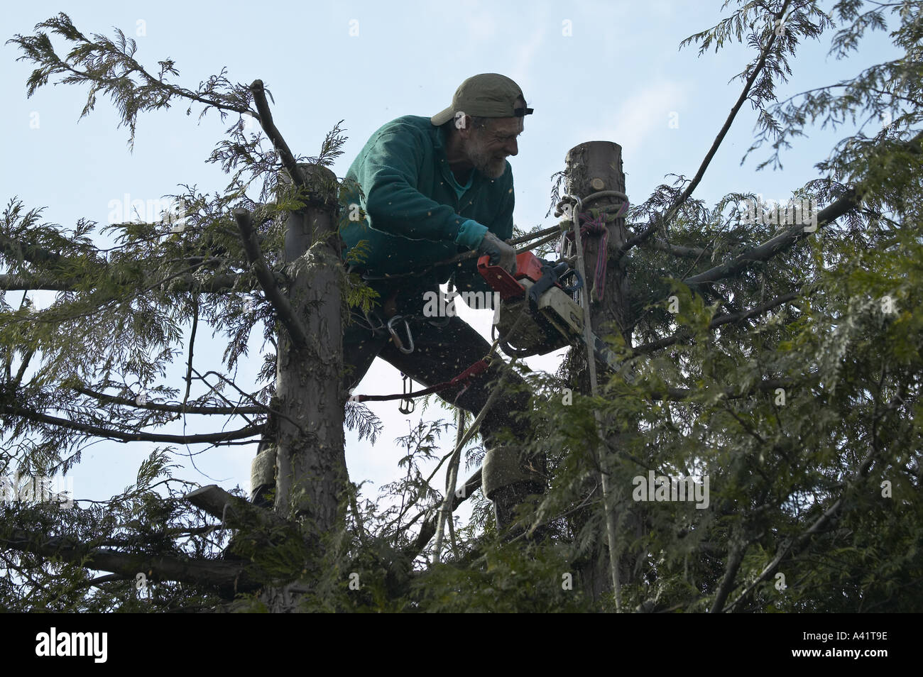 Man with chainsaw and safety ropes working in top of Cypress tree ...