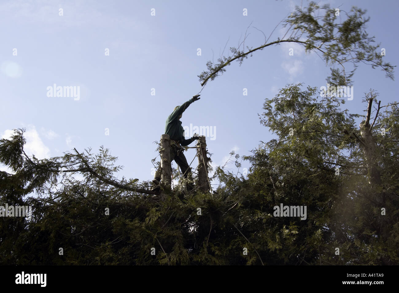 Tree trimmer wearing safety harness and ropes throwing cut branches to ...