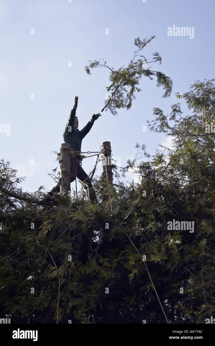 Tree trimmer wearing safety harness and ropes throwing cut branches to ...