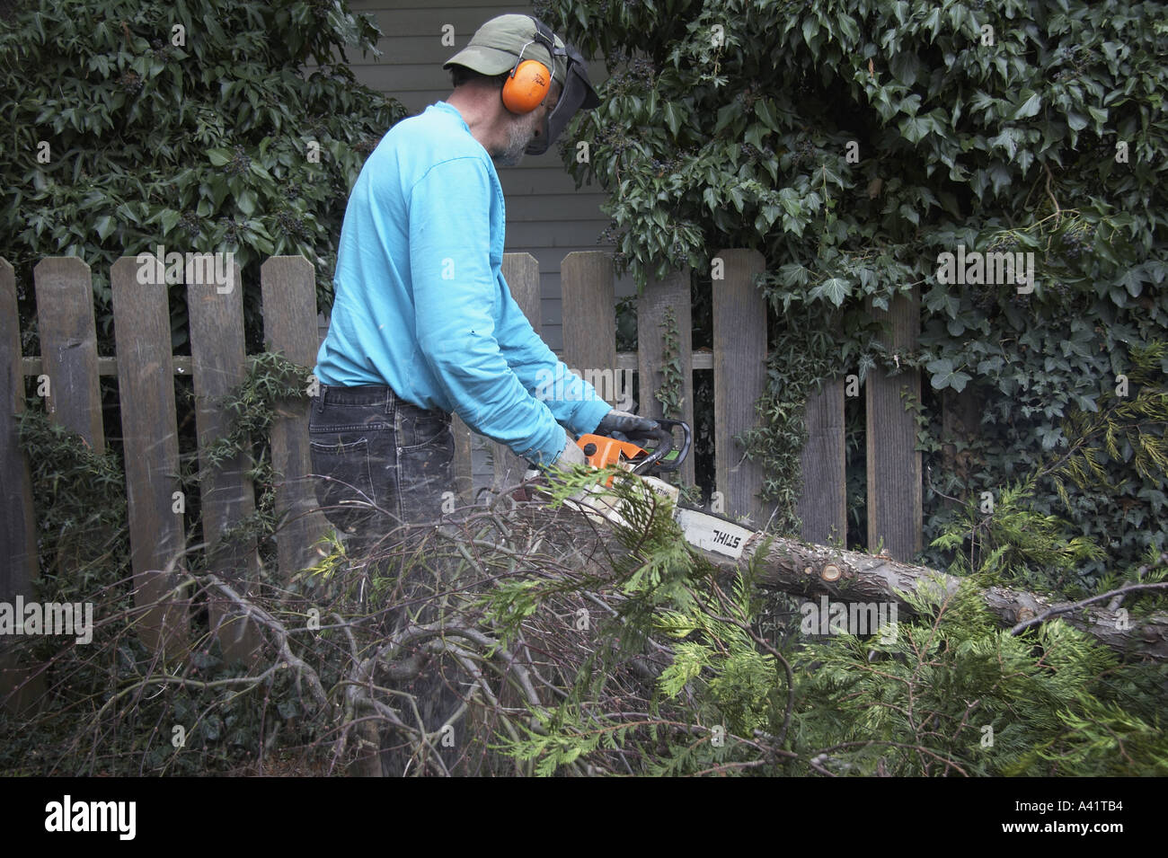 Man wearing ear protection using chainsaw to cut up downed tree limbs ...