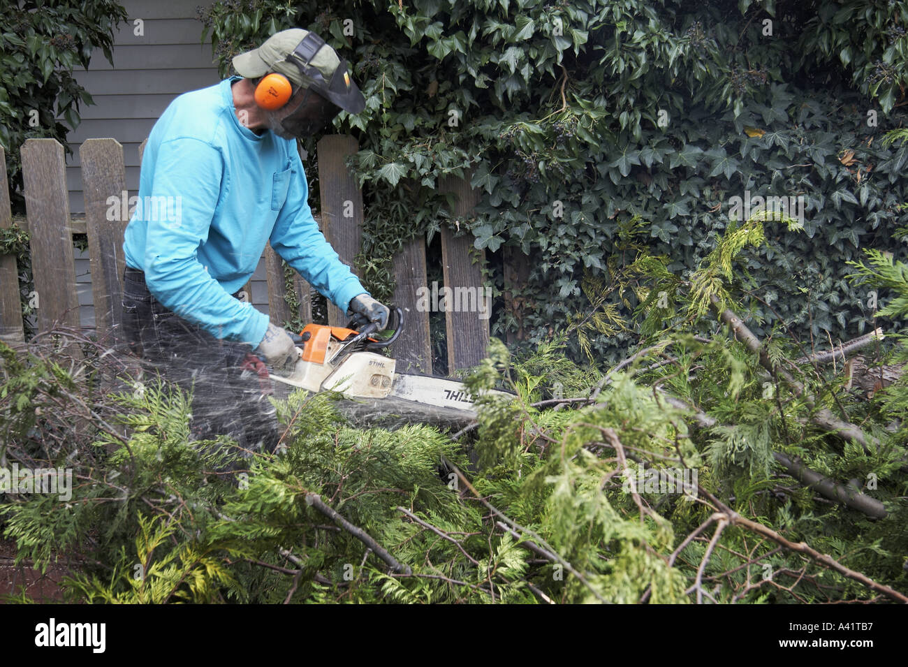 Man wearing ear protection using chainsaw to cut up downed tree limbs ...