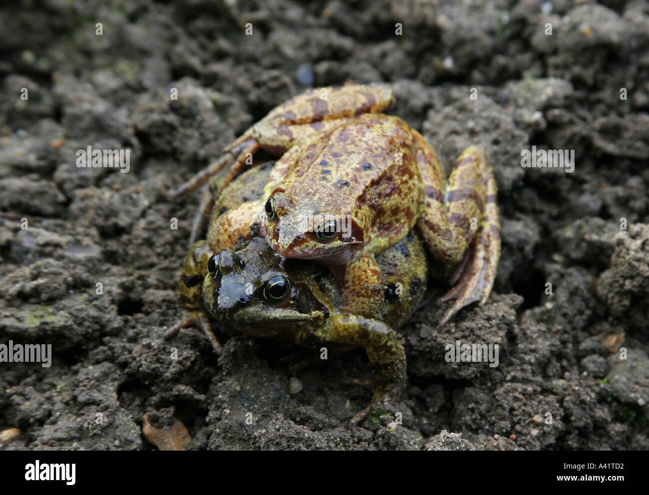 Two Common Frogs Stock Photo - Alamy