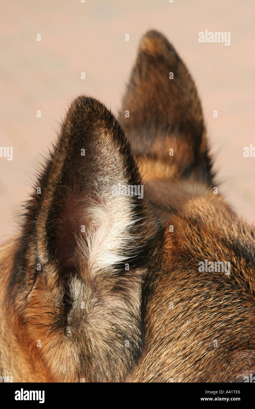 The ears of a German Shepherd Dog from the side Stock Photo - Alamy