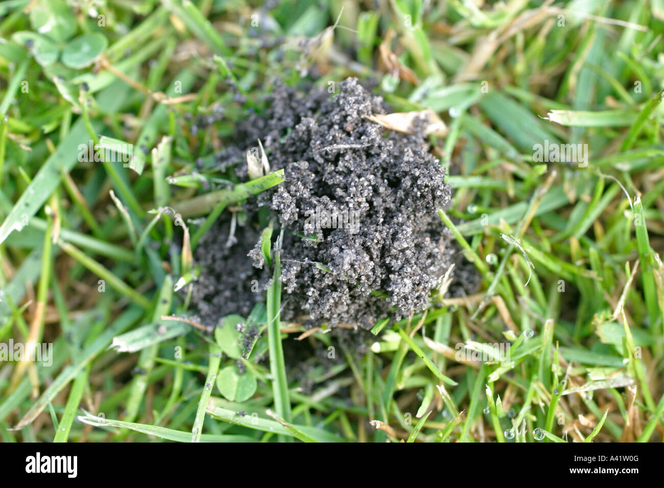 BURROWING BEES THROW UP SMALL PILES OF SOIL ON THE LAWN Stock Photo - Alamy