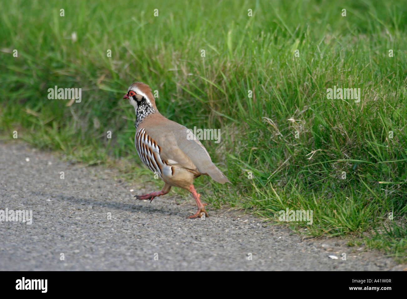 RED LEGGED PARTRIDGE ALECTORIS RUFA RUNNING ALONG ROAD Stock Photo - Alamy