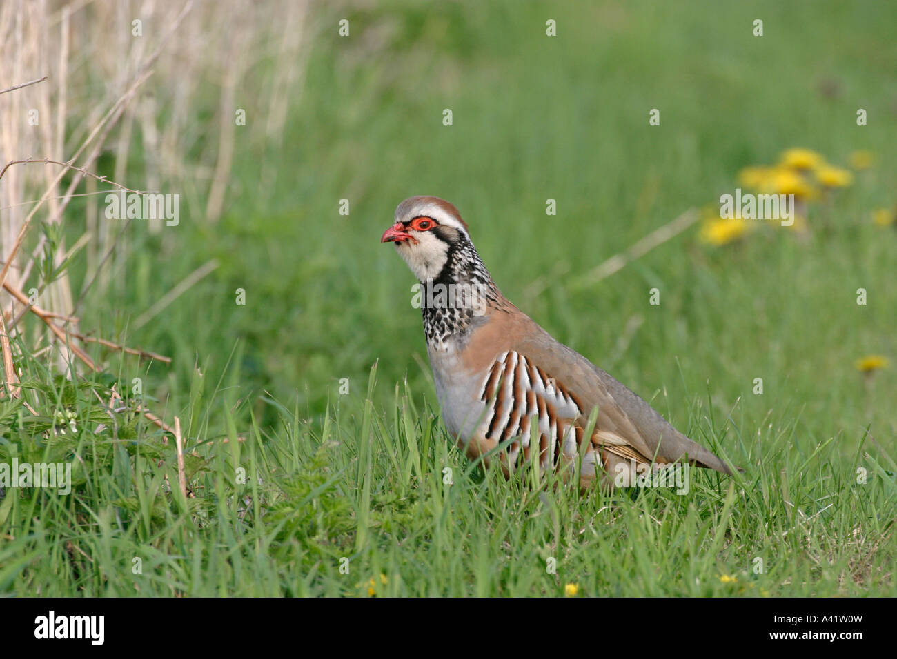 RED LEGGED PARTRIDGE ALECTORIS RUFA IN FIELD SV NORFOLK Stock Photo - Alamy
