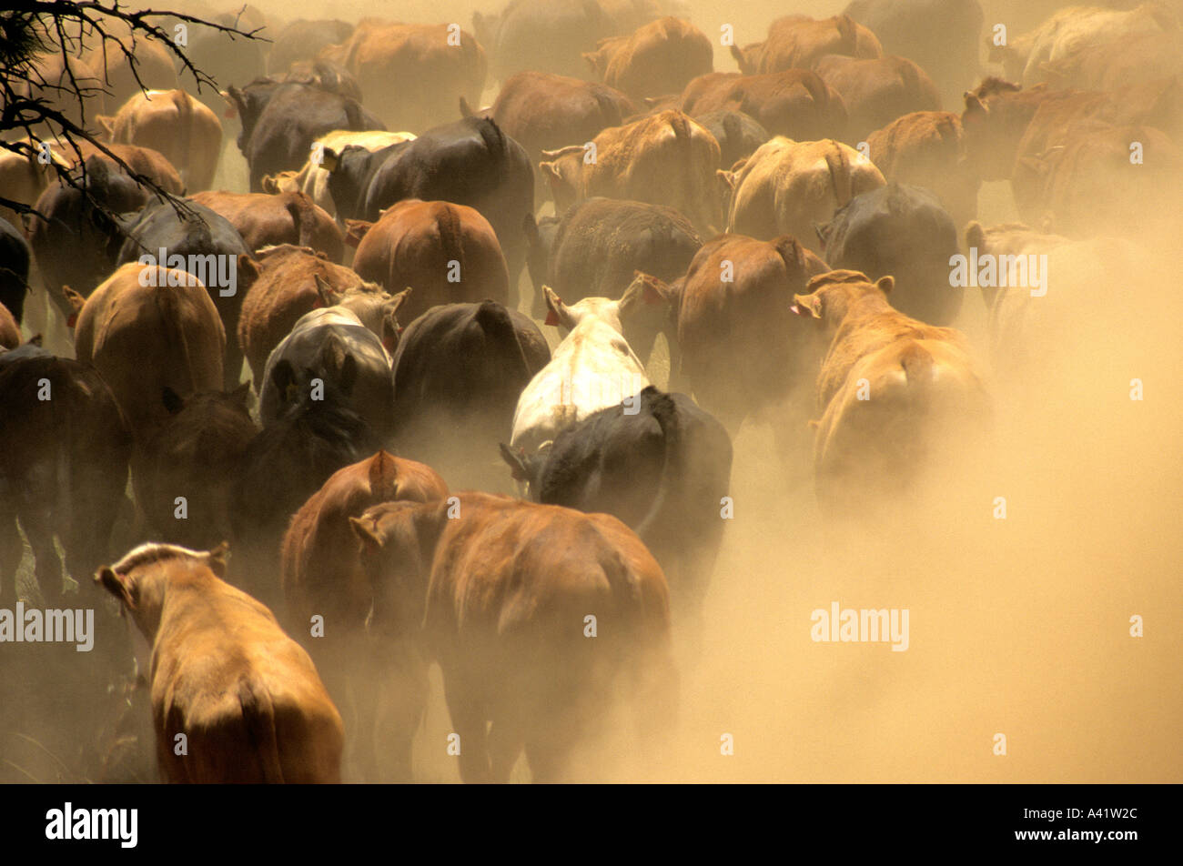 Cattle Drive Flagstaff Arizona Stock Photo - Alamy
