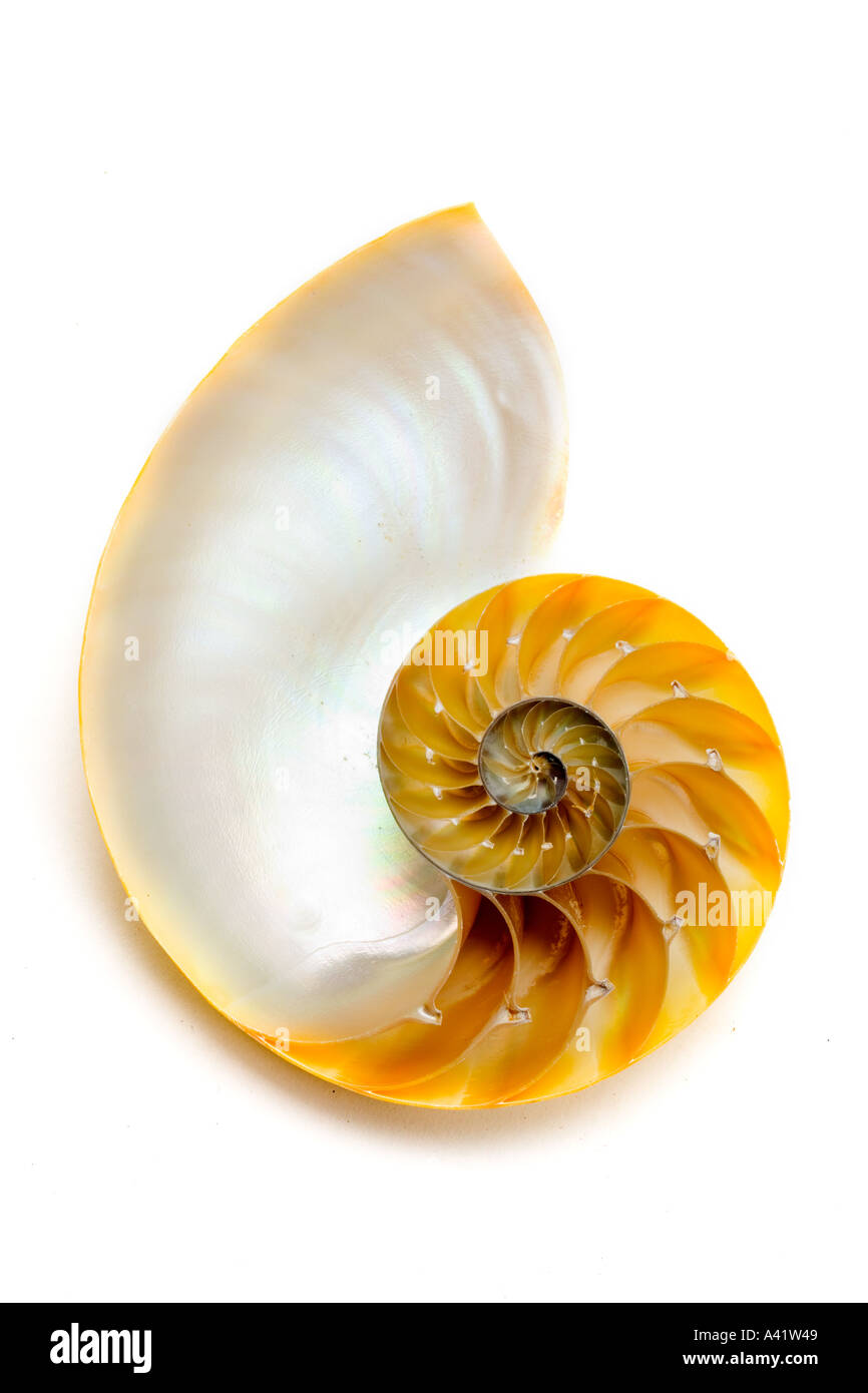 Nautilus shell on white Stock Photo - Alamy