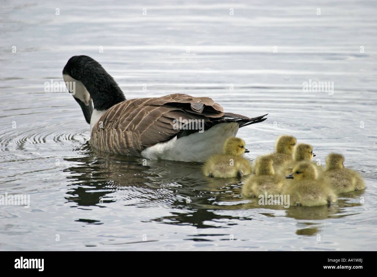CANADA GOOSE BRANTA CANADENSIS WITH GOSLINGS ON WATER Stock Photo - Alamy