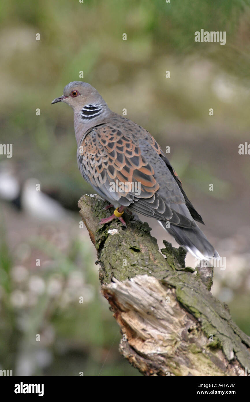 TURTLE DOVE STREPTOPELIA TURTUR ON PERCH sv Stock Photo - Alamy