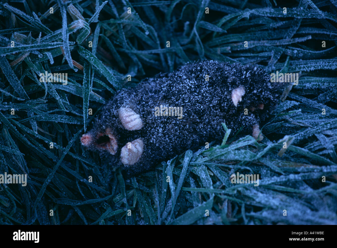 Mole paws hi-res stock photography and images - Alamy