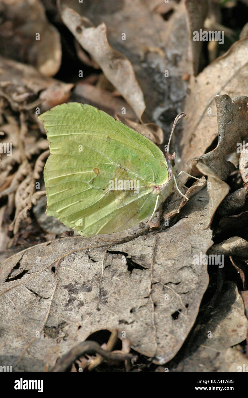 Dead leaves butterfly hi-res stock photography and images - Alamy