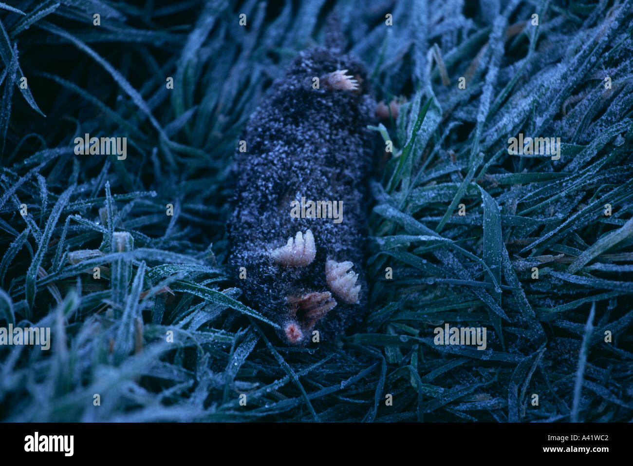 Dead mole in frozen field Stock Photo - Alamy
