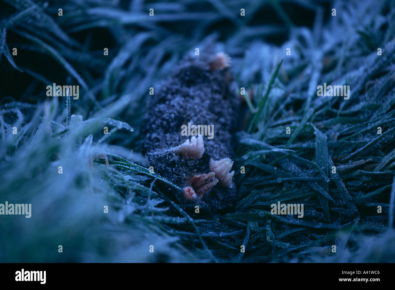Dead mole in frozen field Stock Photo - Alamy