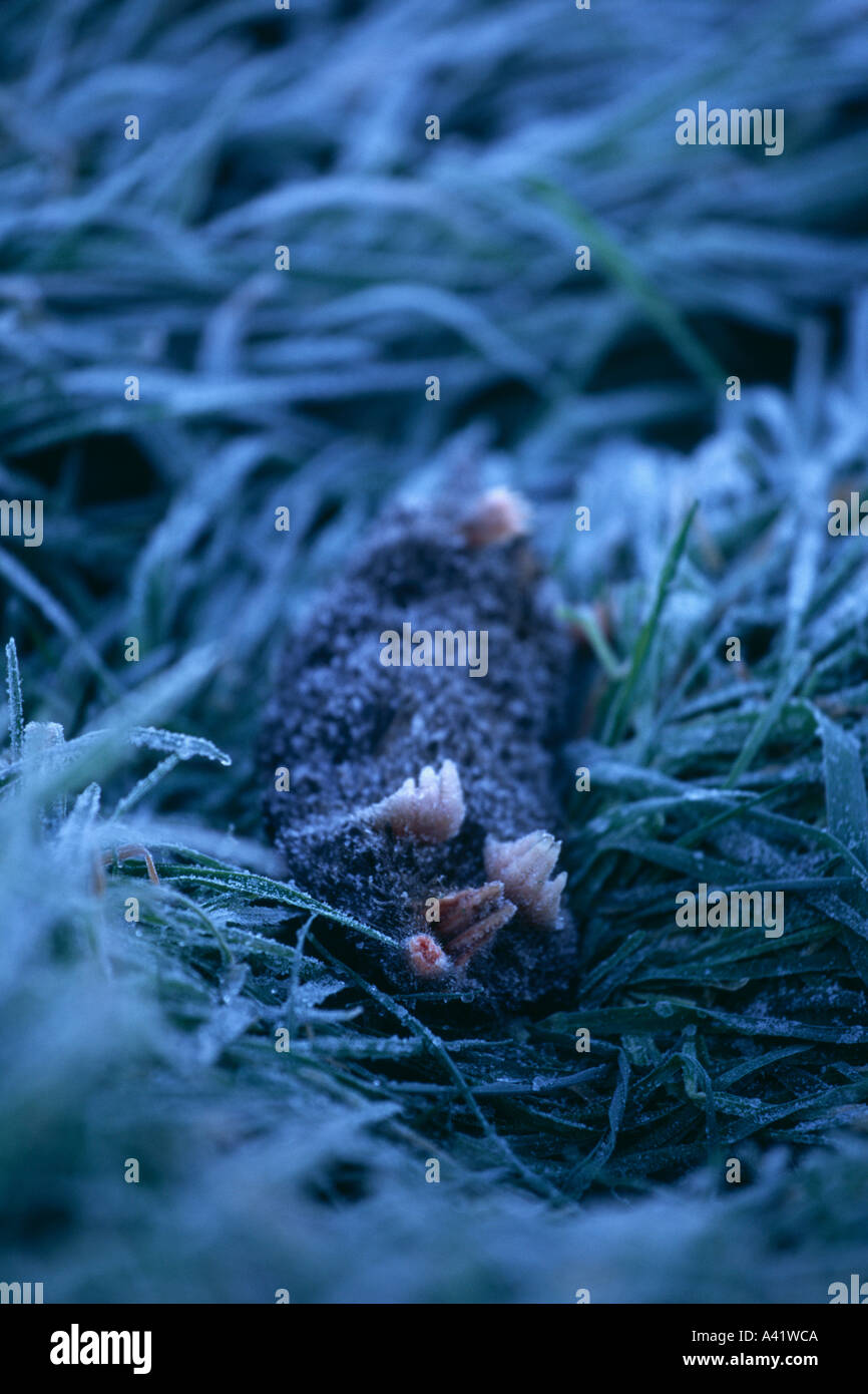 Dead mole in frozen field Stock Photo - Alamy