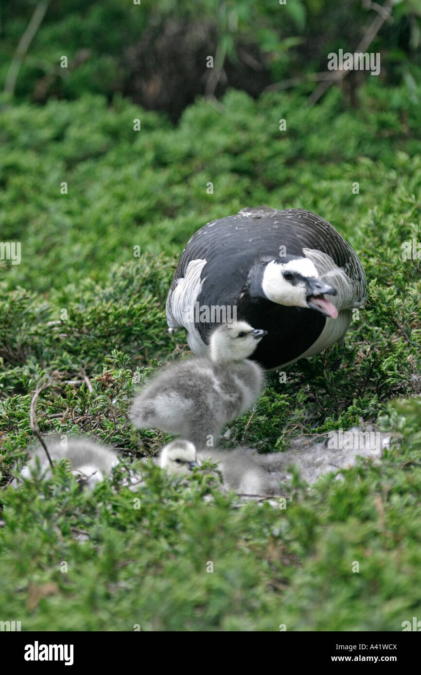 BARNACLE GOOSE BRANTA LEUCOPSIS FEMALE STANDING GUARDING NEST WITH ...