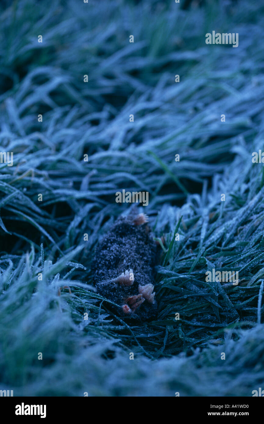 Dead mole in frozen field Stock Photo - Alamy