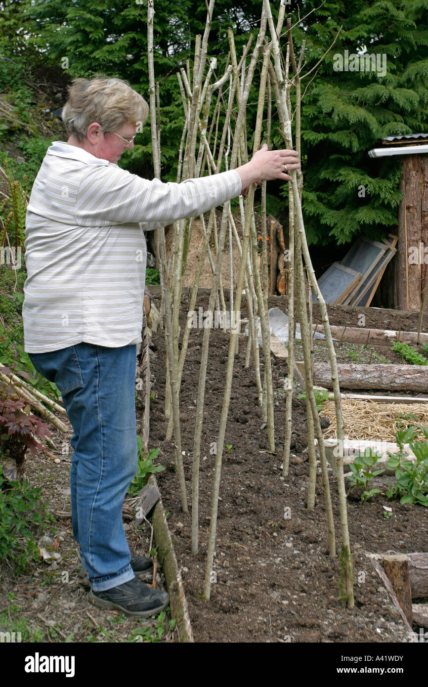 STAKING RUNNER BEANS Stock Photo - Alamy