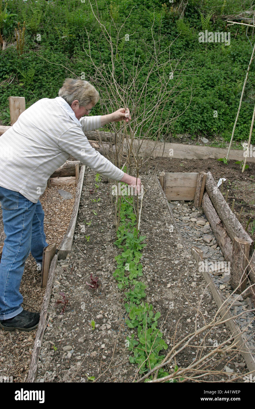 Staking hi-res stock photography and images - Alamy