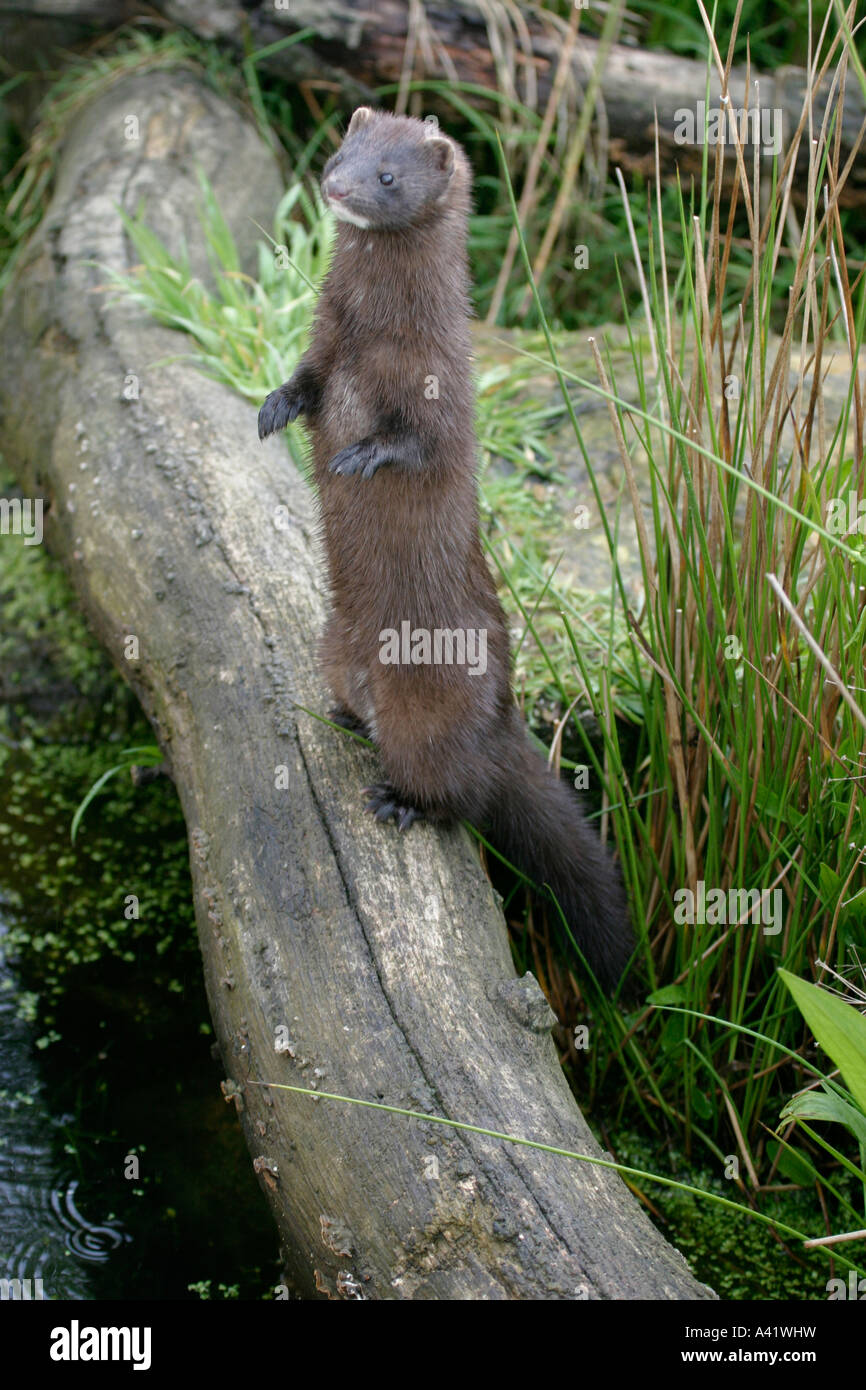 MINK MUSTELA VISON MALE STANDING ON LOG Stock Photo - Alamy
