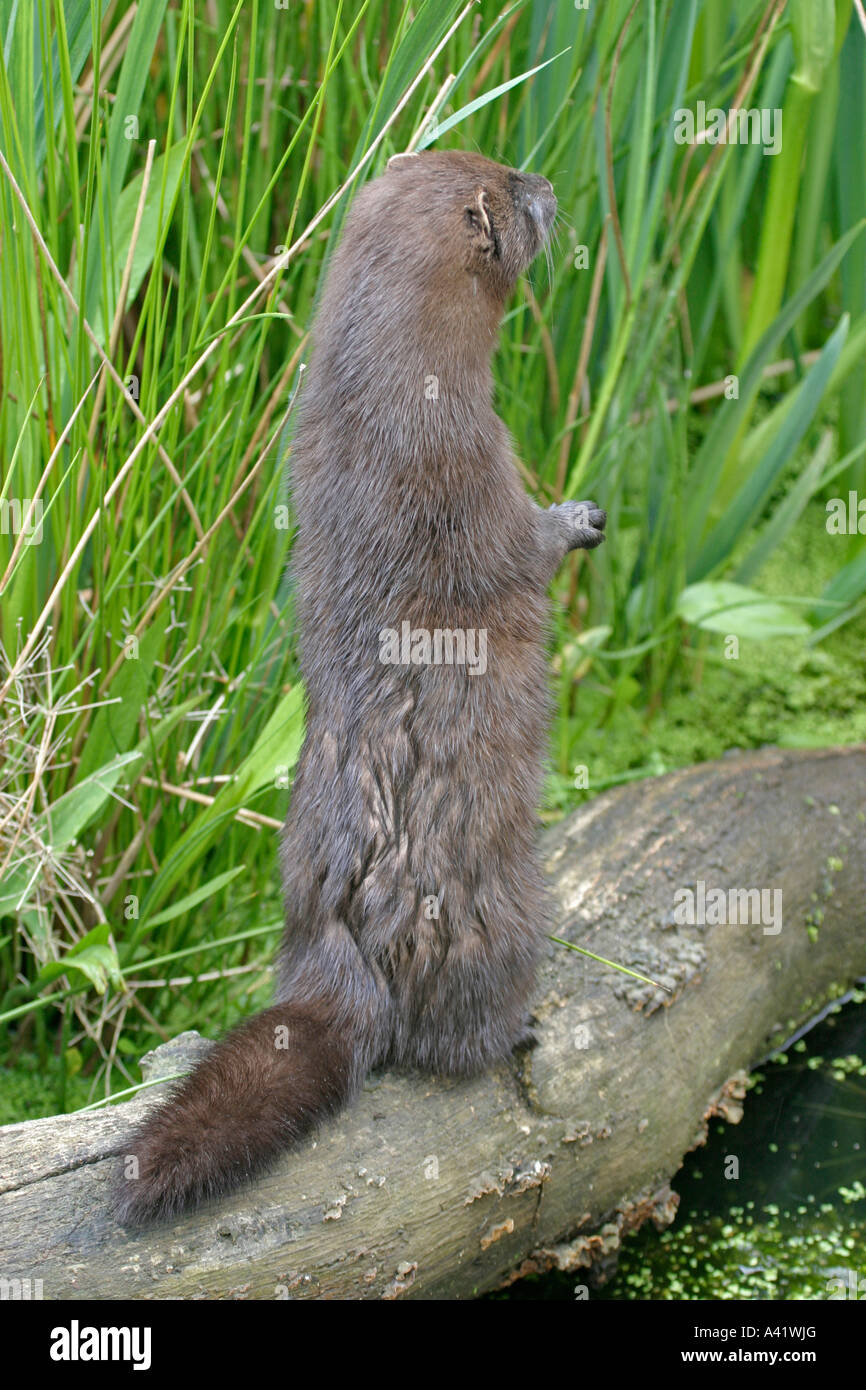 Standing mink hi-res stock photography and images - Alamy