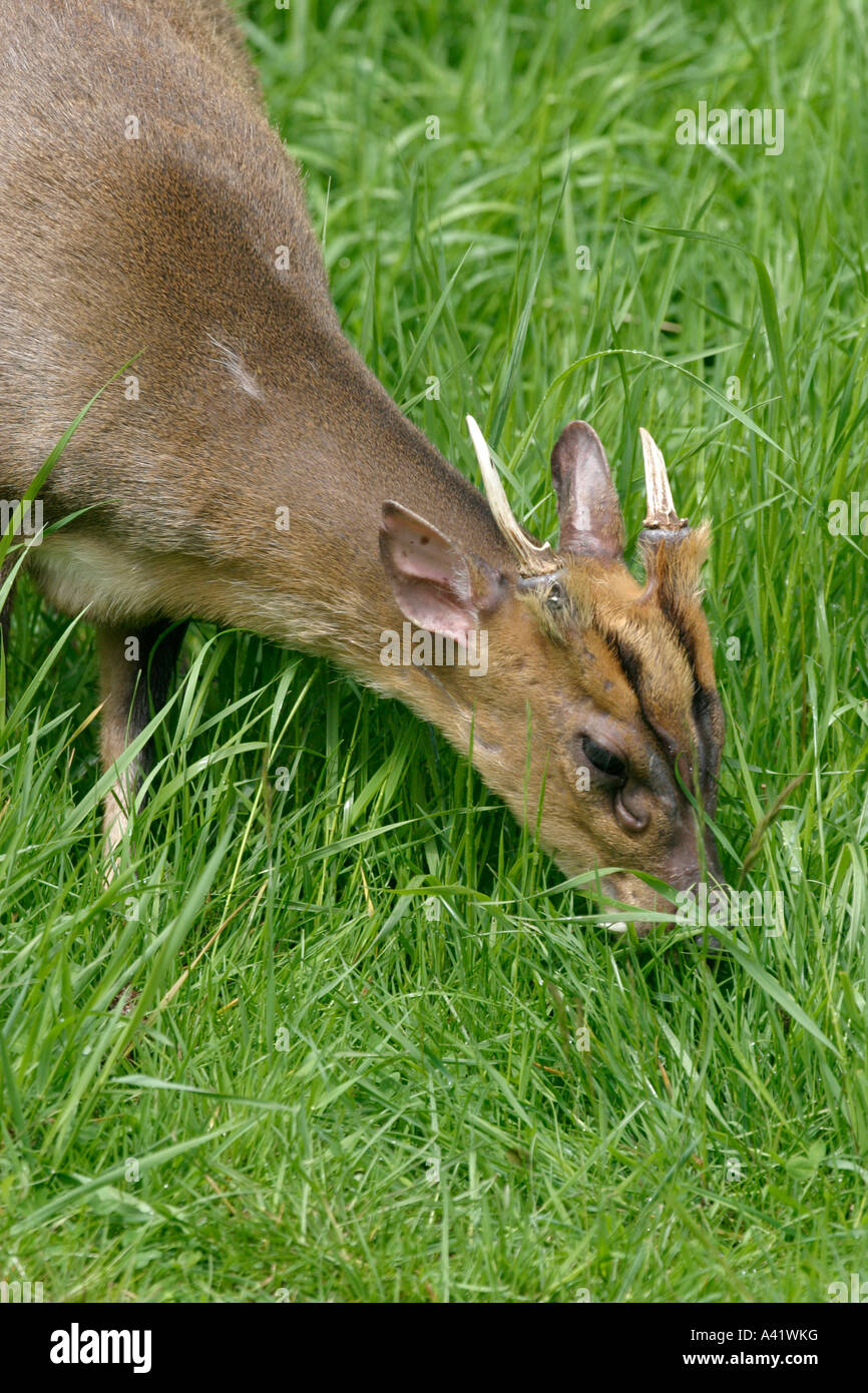 Muntjac buck hi-res stock photography and images - Alamy
