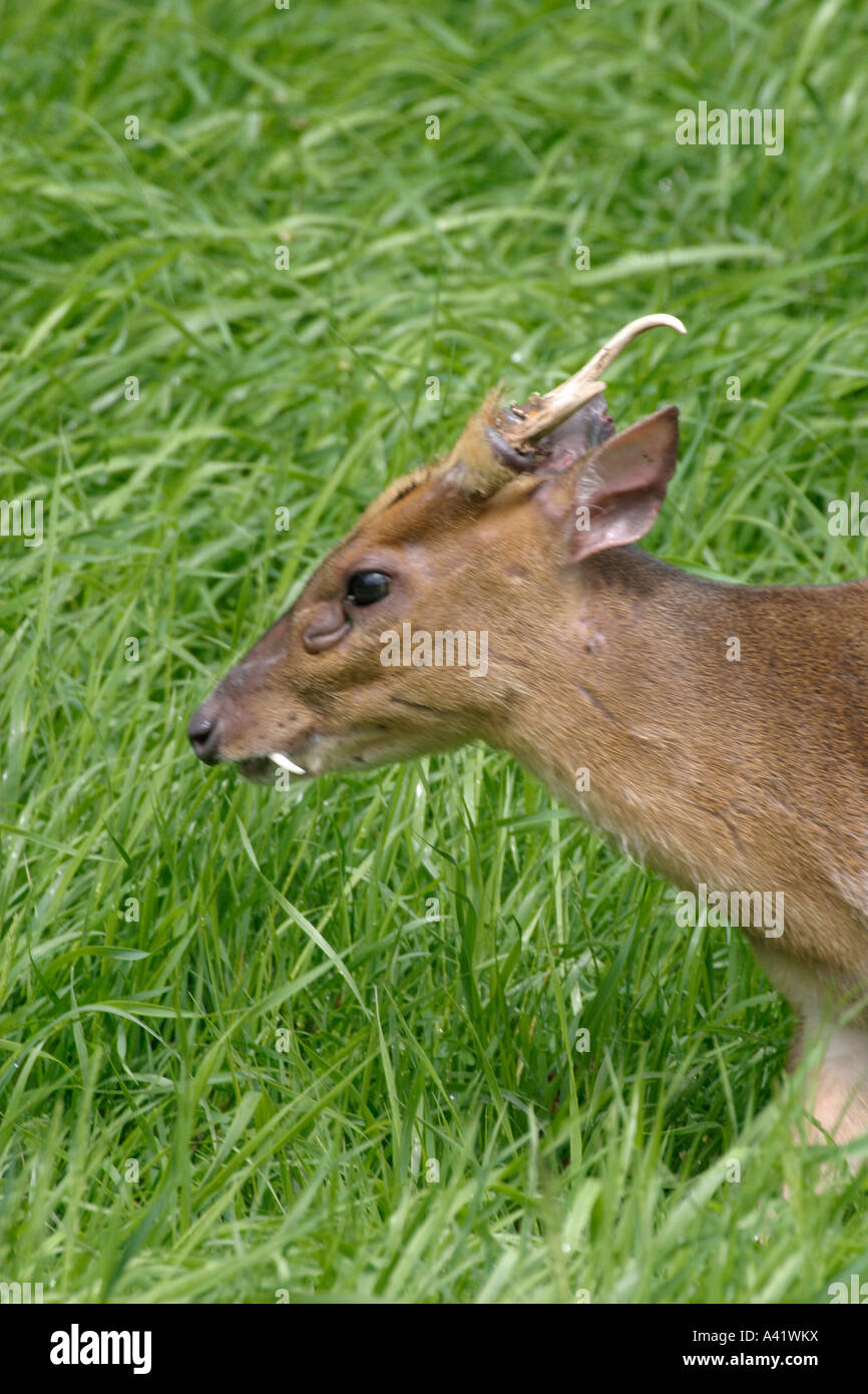 Muntjac Buck High Resolution Stock Photography and Images - Alamy