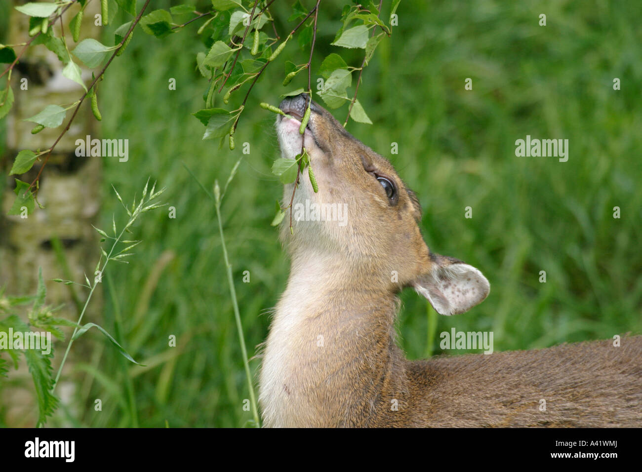 Deer Eating Leaves