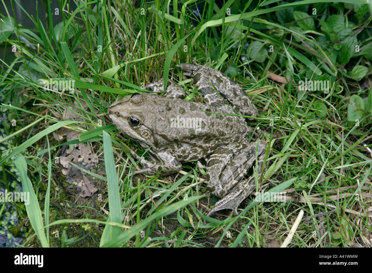 BULL FROG RANA CATESBIANIA TOP VIEW Stock Photo - Alamy