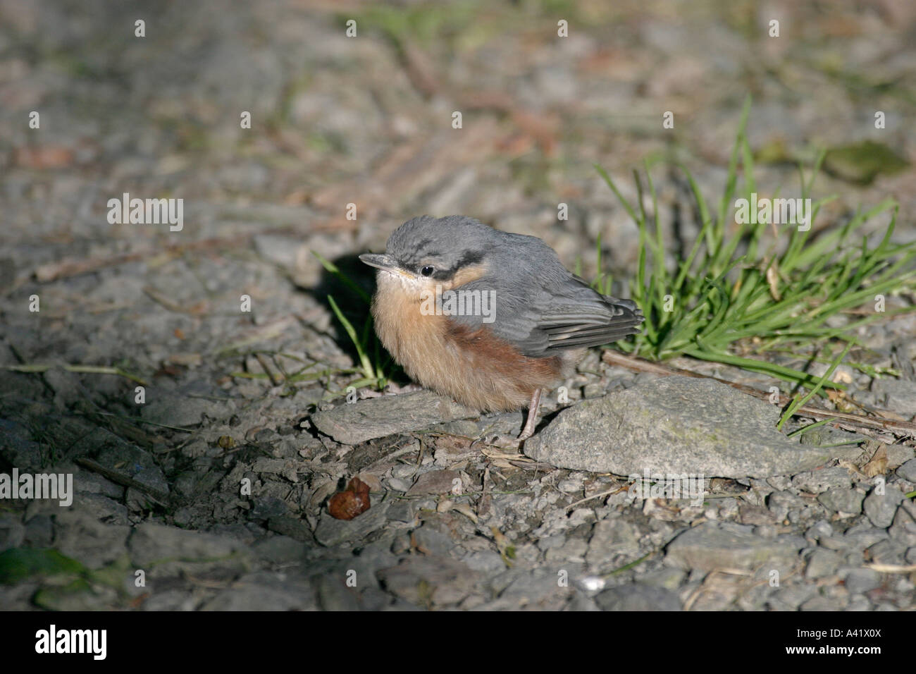 NUTHATCH SITTA EUROPAEA FLEDGLING ON GROUND Stock Photo - Alamy