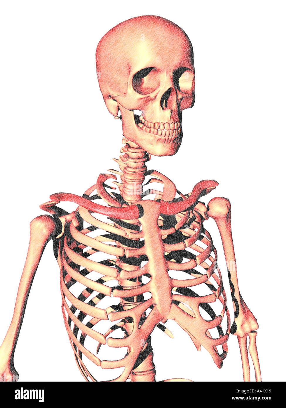 People medical science human highlighted bone bones skeleton anatomy ...