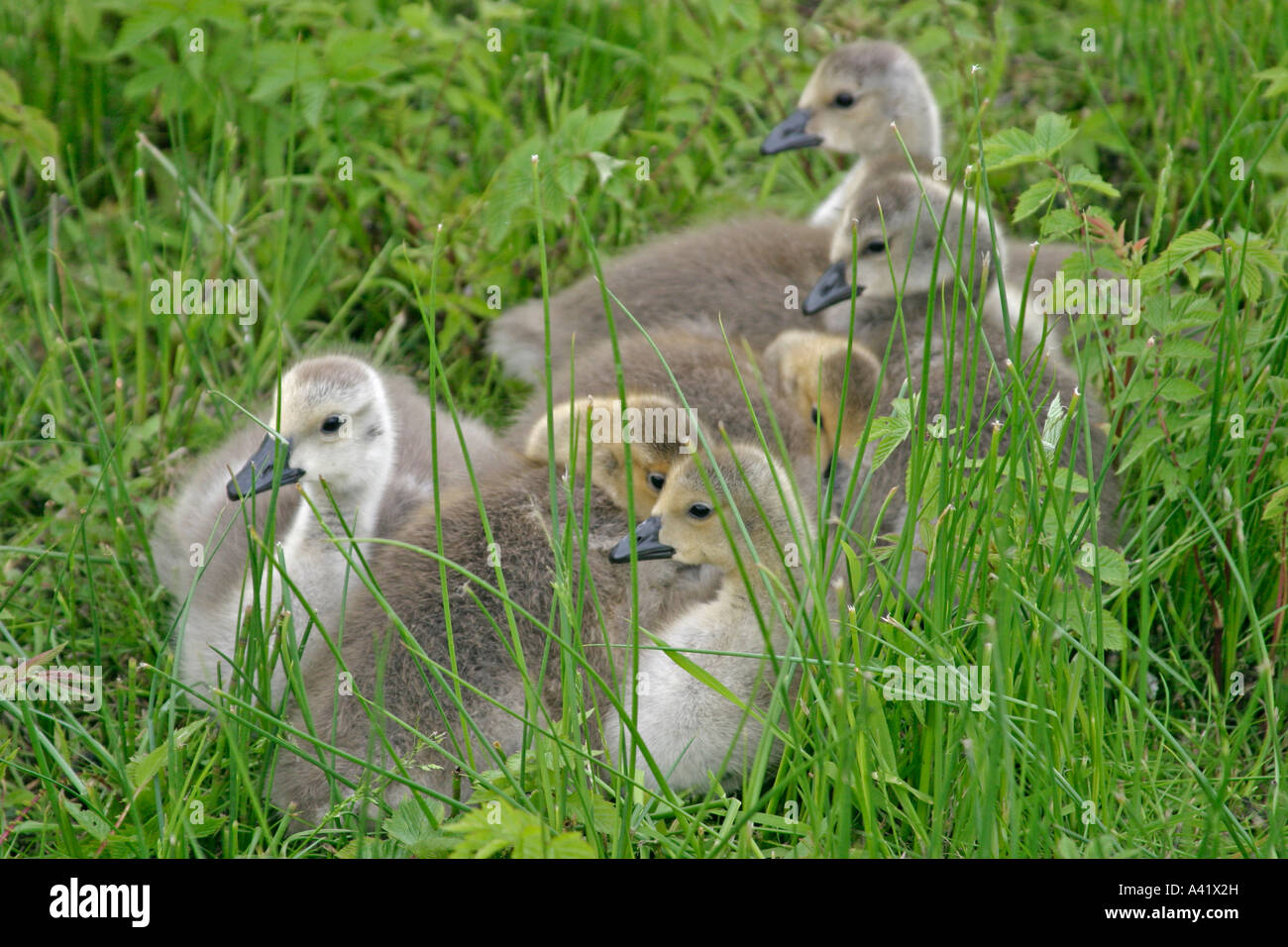 CANADA GOOSE BRANTA CANADENSIS GOSLINGS GRAZING Stock Photo - Alamy